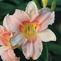 Harmon Hill Farm - Daylily Gallery