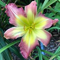 Harmon Hill Farm - Daylily Gallery