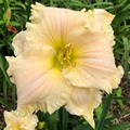 Harmon Hill Farm - Daylily Gallery