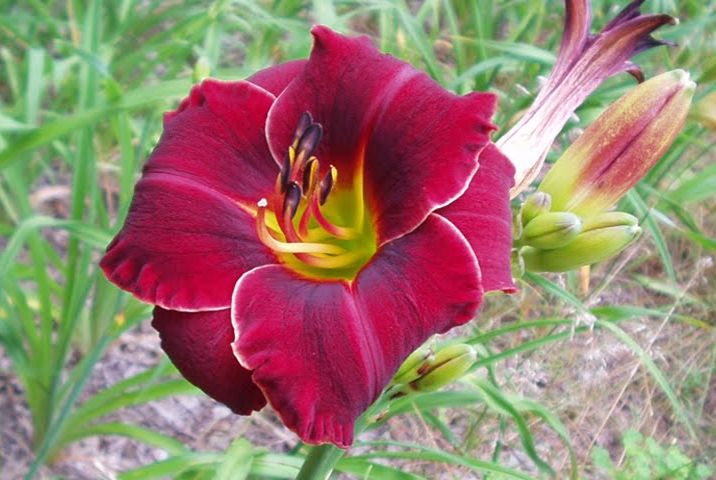 Harmon Hill Farm - Bob sobek's Intros