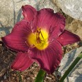 Harmon Hill Farm - Daylily Gallery