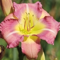 Harmon Hill Farm - Daylily Gallery