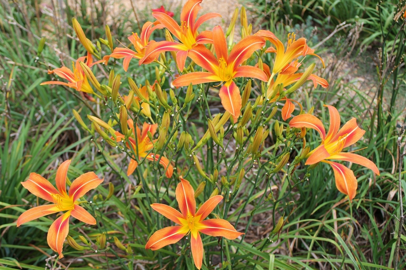 Harmon Hill Farm - Bob sobek's Intros