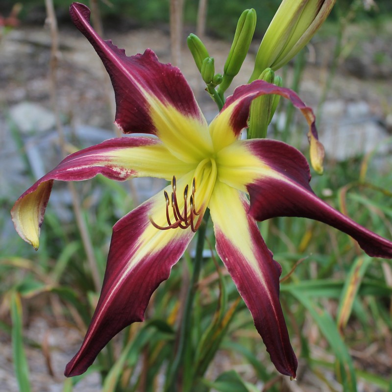 Harmon Hill Farm - Daylily Gallery