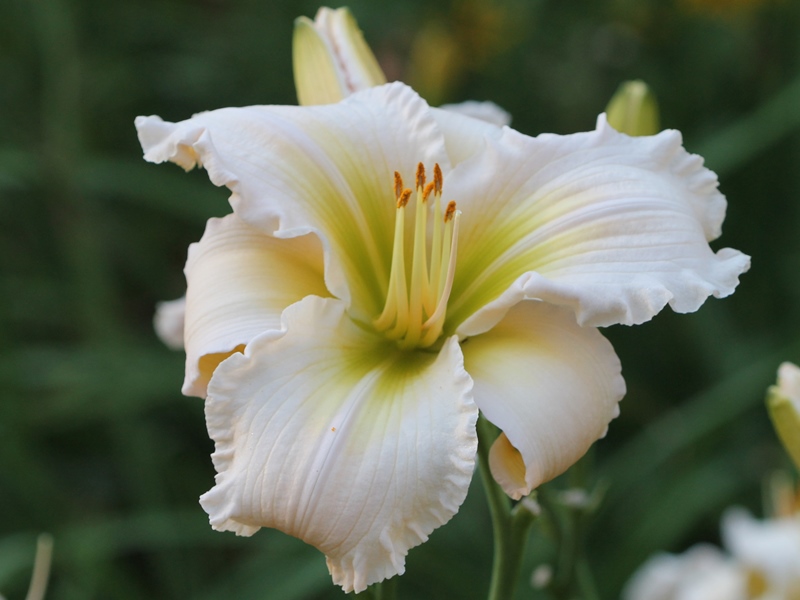 Harmon Hill Farm - Daylily Gallery