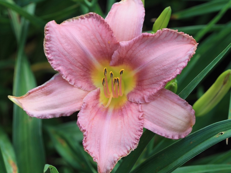 Harmon Hill Farm - Daylily Gallery