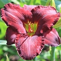 Harmon Hill Farm - Daylily Gallery