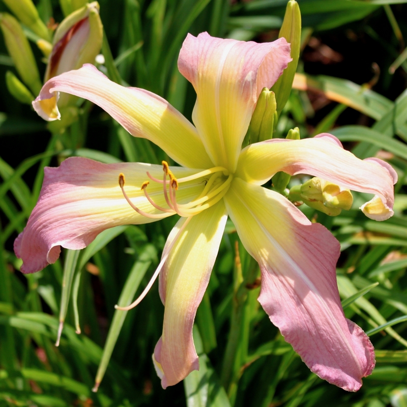 Holmes 2010 - 40" ML 10" TET Clear lavender pink above large green ...