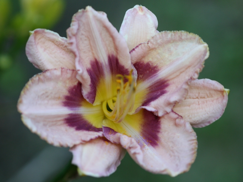 Harmon Hill Farm - Daylily Gallery
