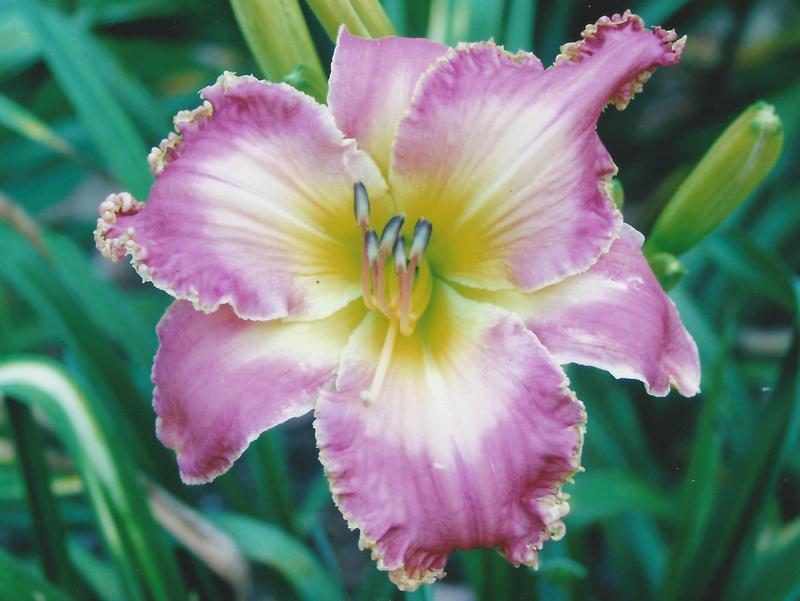 Harmon Hill Farm - Dan Matzek's Intros