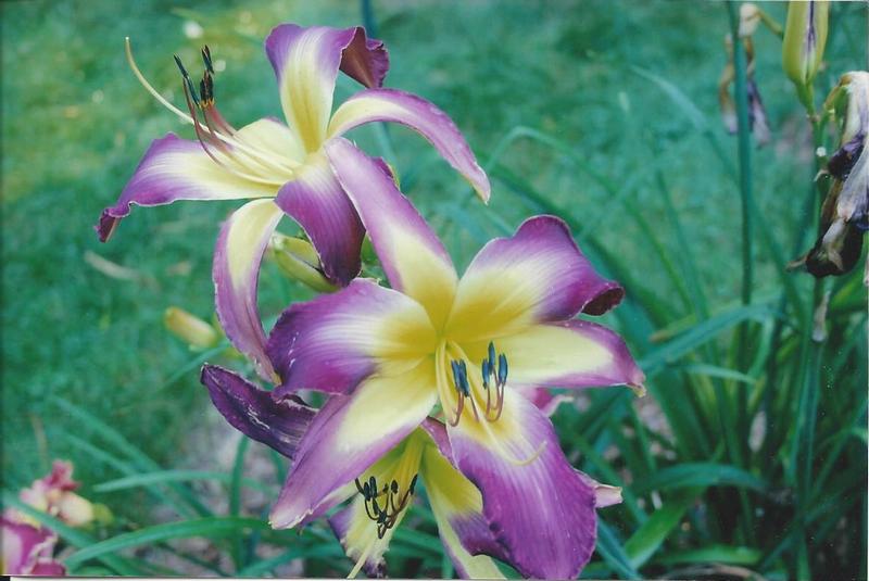 Harmon Hill Farm - Dan Matzek's Intros