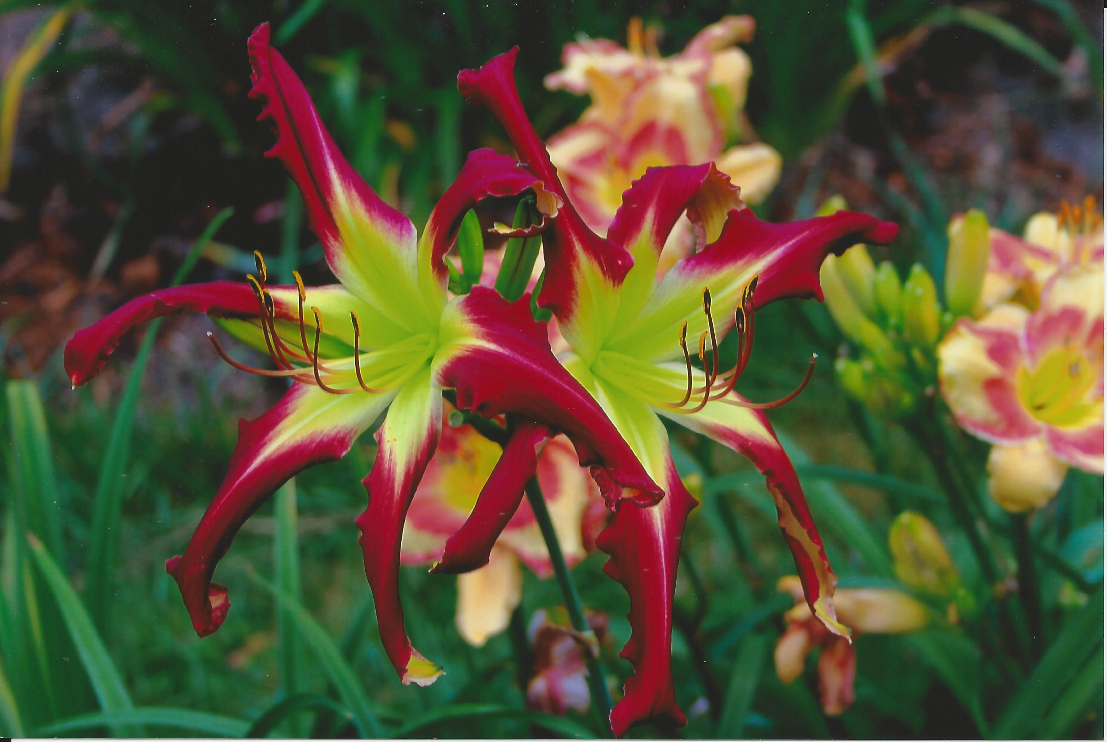 Harmon Hill Farm - Dan Matzek's Intros