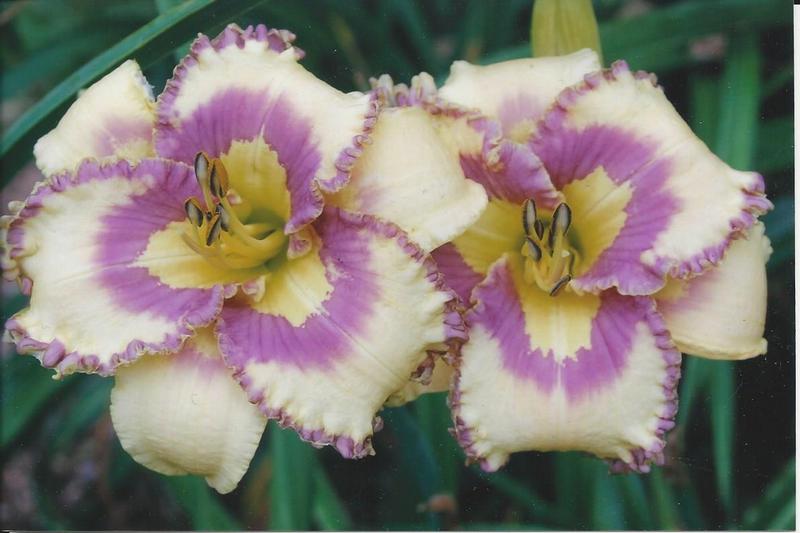 Harmon Hill Farm - Dan Matzek's Intros